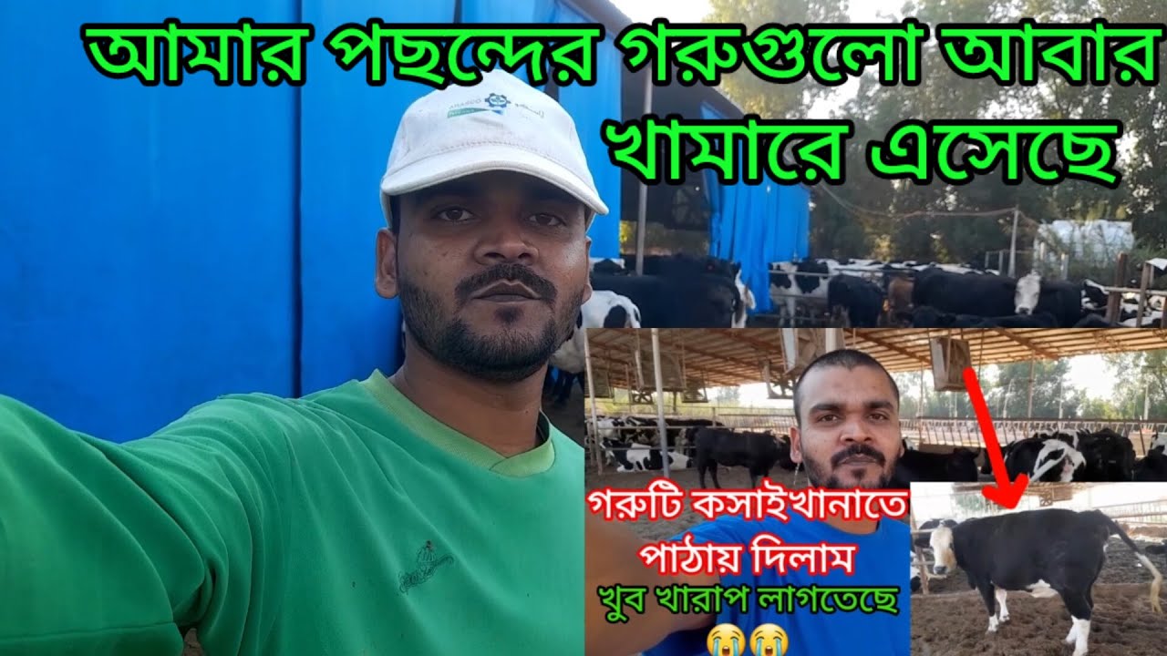 আমার পছন্দের গরুগুলো আবার খামারে এসেছে 🐃🐃🐃।Nasim Agro BD|Saudi Arab cow ...