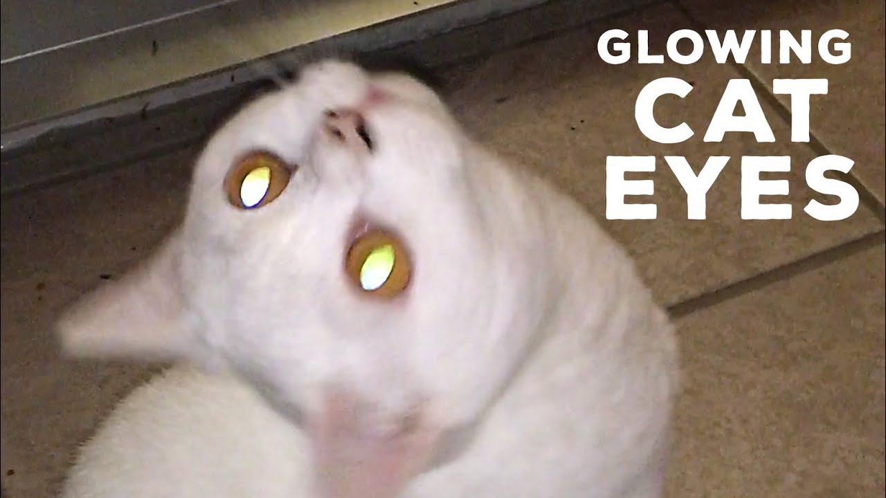 Love Those Glowing Cat Eyes - YouTube