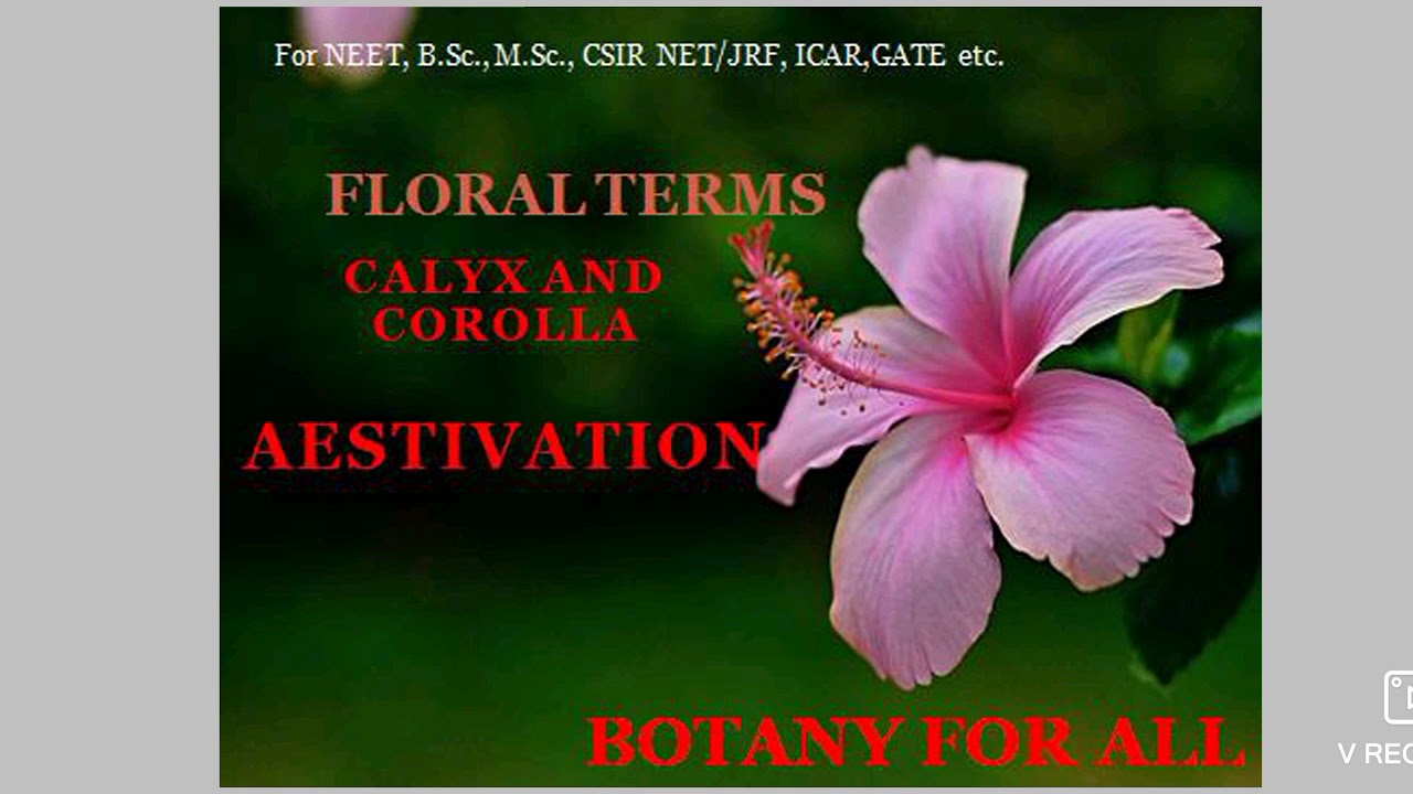 Aestivation of Corolla, Calyx. Petals and Sepals Aestivation. NEET ...