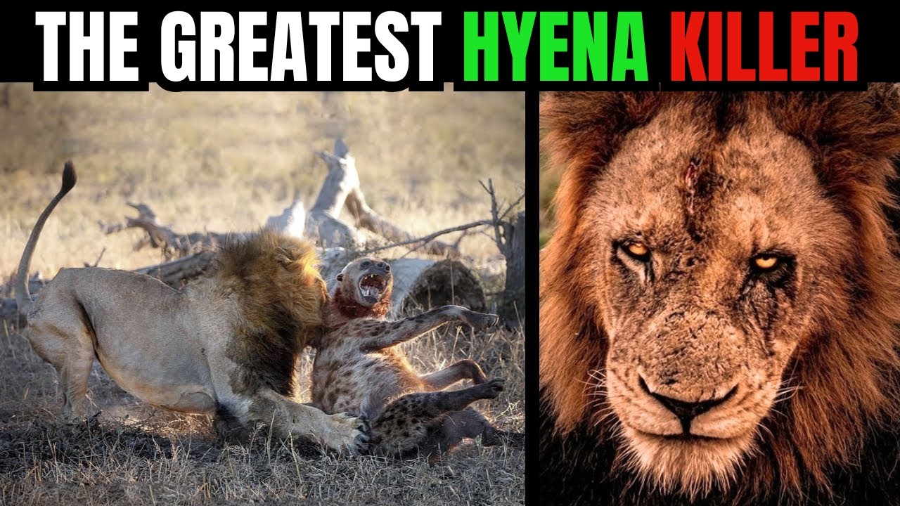Lion - NTWADUMELA, THE MOST FEARED LION BY THE HYENAS - YouTube