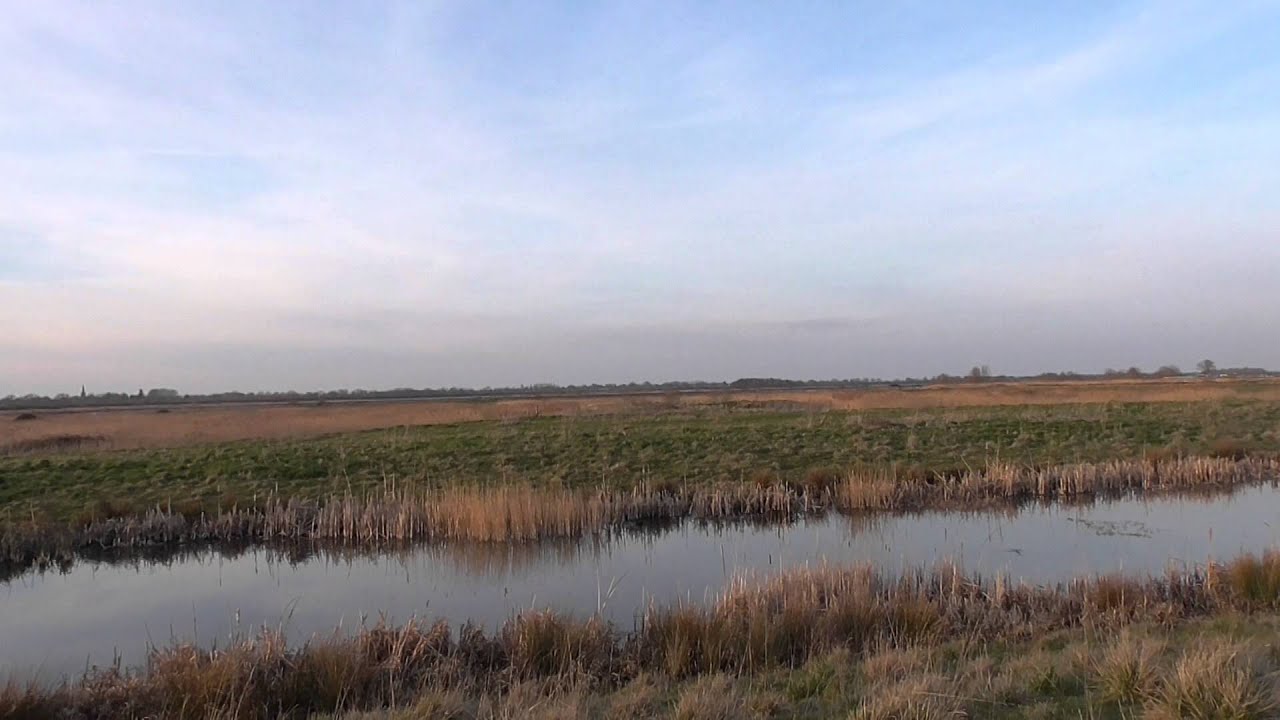 Bittern booming sound Ouse Fen Cambridgeshire UK 22mar15 535p - YouTube