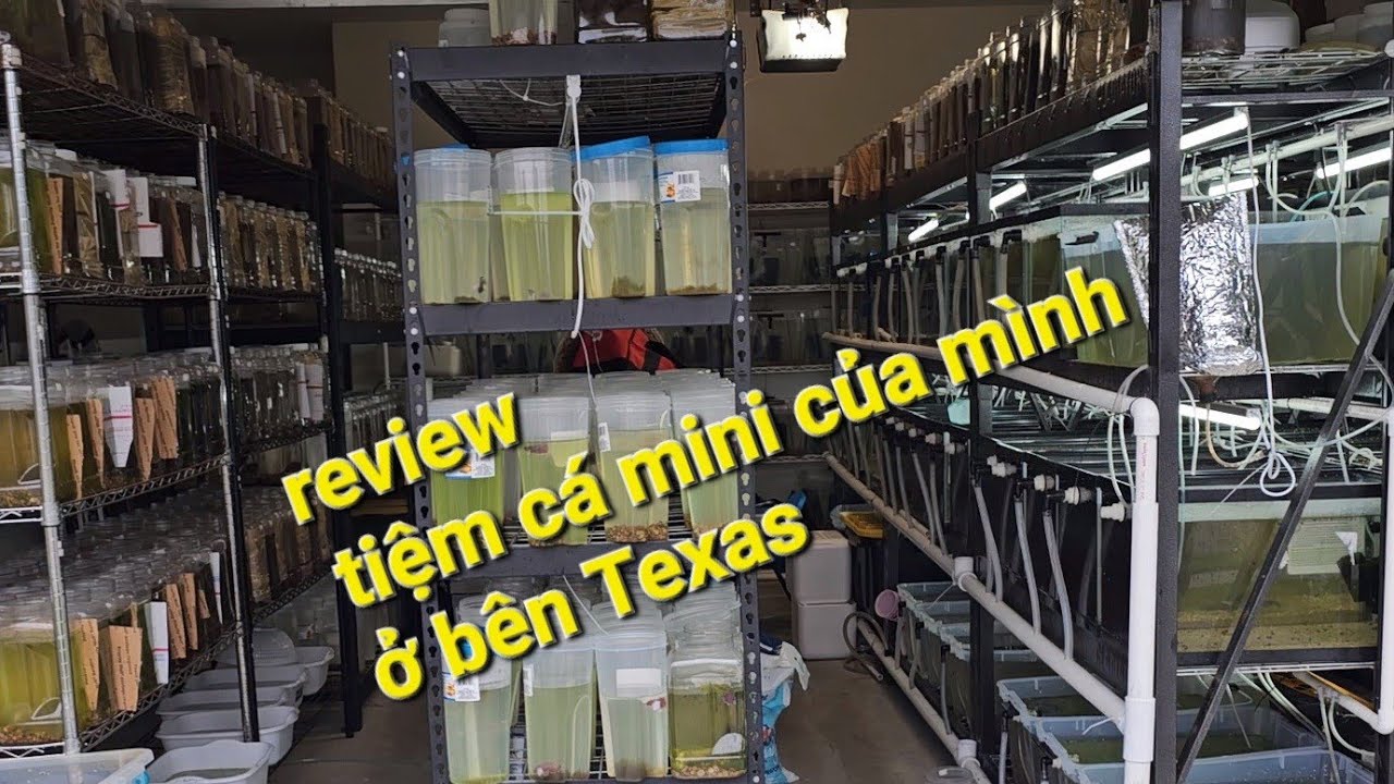 My Mini Fish Store In Tomball Texas USA | High Quality Betta Fish ...