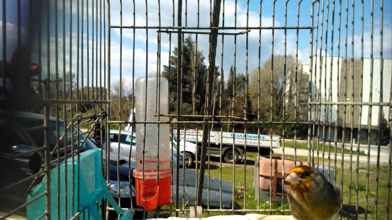 Karderinokanaro - καρδερινοκαναρο εκπαιδευμενο - YouTube