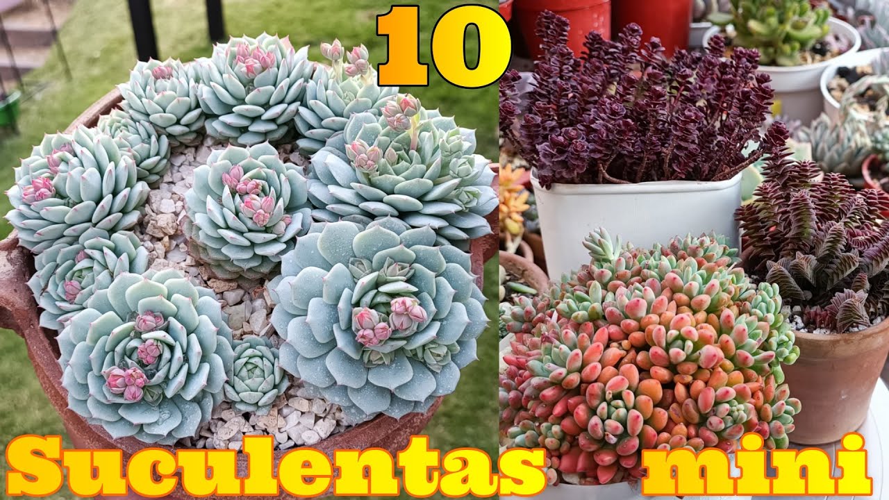 SUCULENTAS MINI #reto10suculentasdehojaspequeñas - YouTube