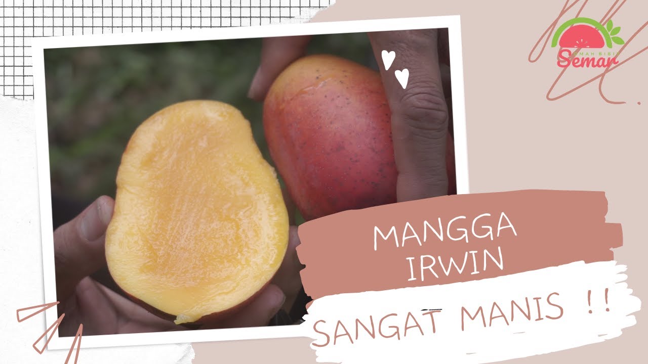 MANGGA IRWIN | SANGAT MANIS & TIDAK MASAM SAMA SEKALI !! - YouTube