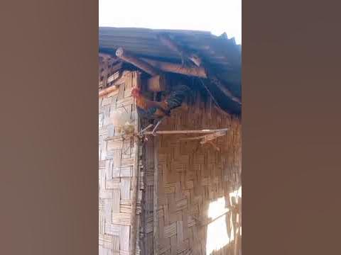 los peb mus saib kuv cov qaib dib nawb saib seb puas muaj neeg pab kuv nyiam nawj. nyiam no nug ...