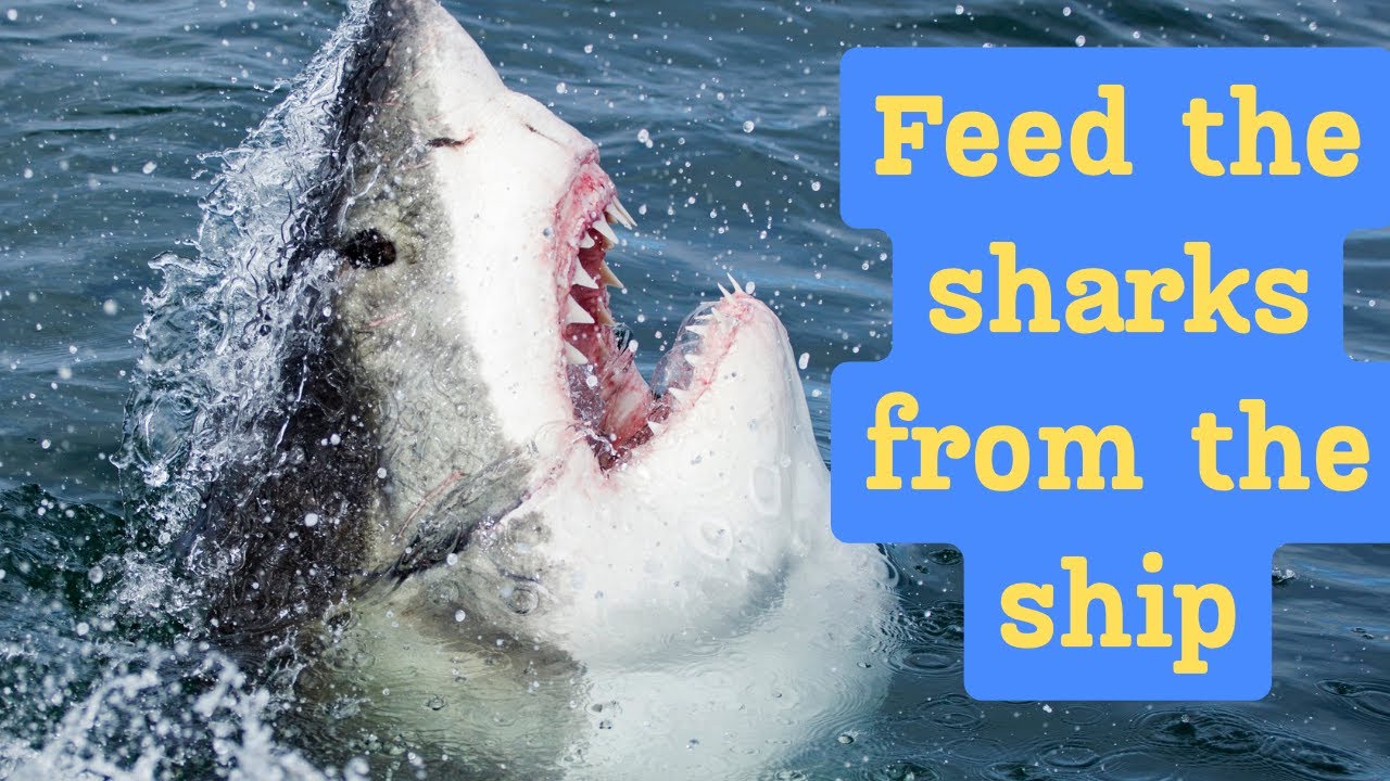 Feed the sharks from the ship - YouTube