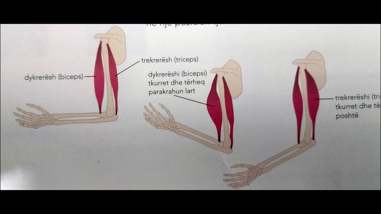MUSKUJT ,NDERTIMI DHE FUNKSIONI I TYRE - YouTube