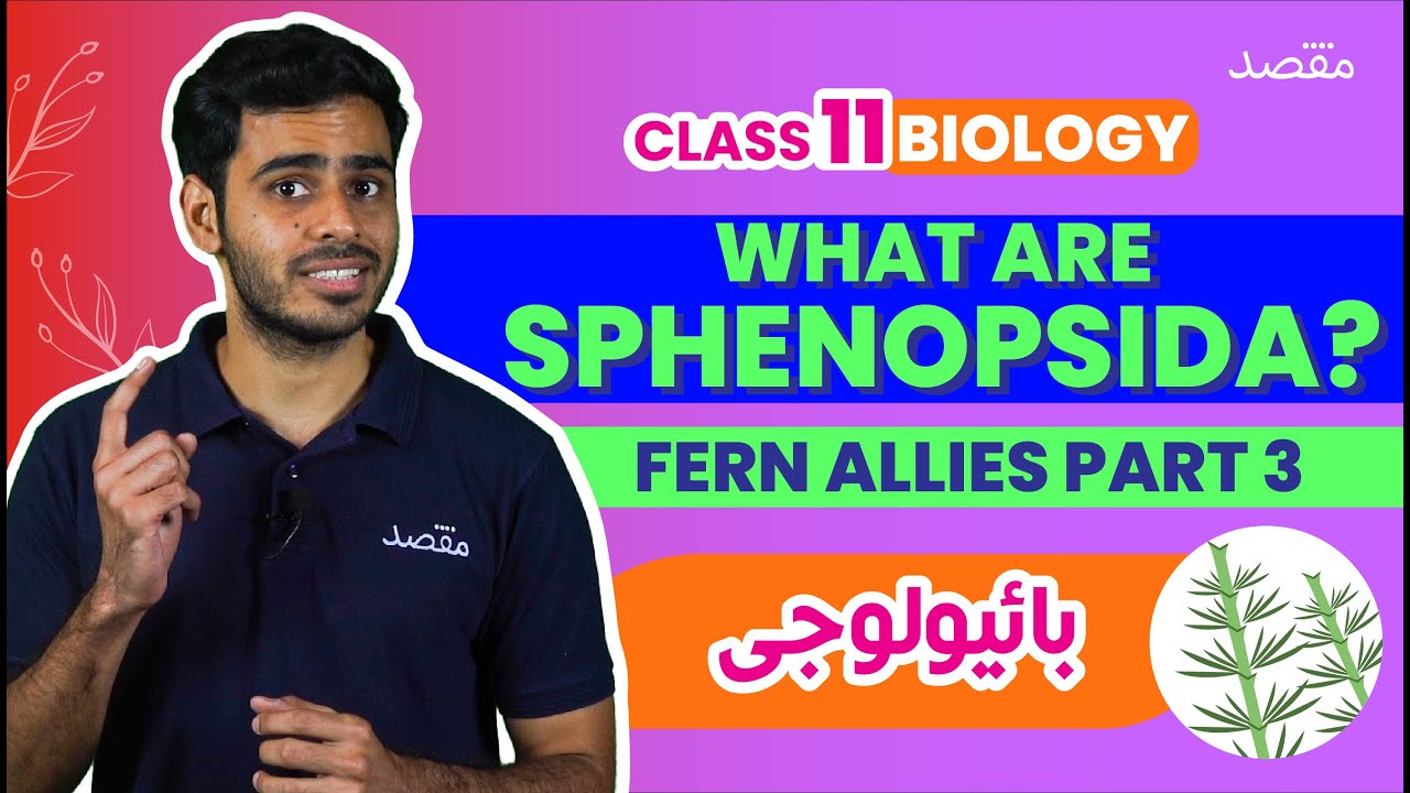 What is Sphenopsida? Discover Subdivision of Fern allies (Part 3) I ...