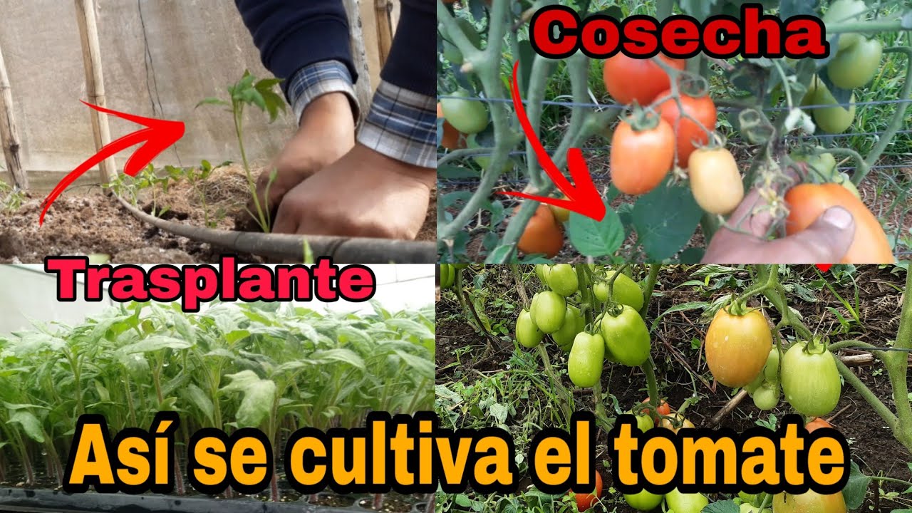 Como sembrar tomate/desde trasplante hasta produccion - YouTube