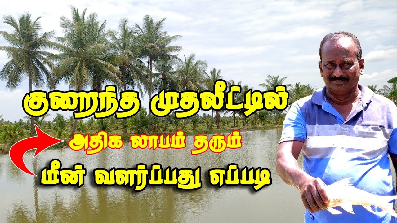 அதிக லாபம் தரும் மீன் வளர்ப்பது எப்படி || Meen Valarpathu || Fish ...