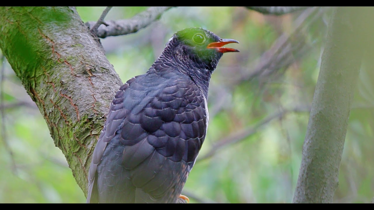 Cape Robin chat feeding Red-Chested Cuckoo - YouTube