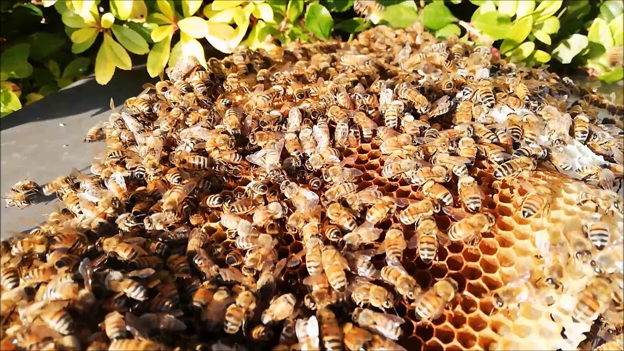 kung fu goat and bees - YouTube