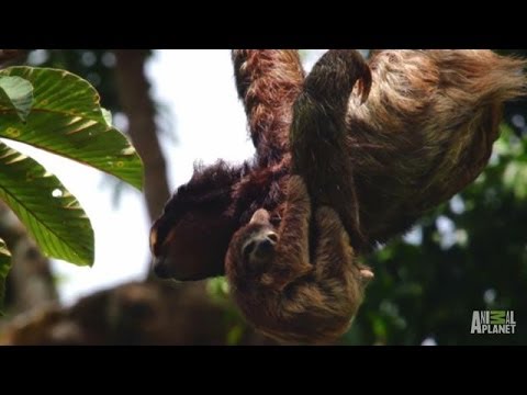 Hanging on the Edge | Meet the Sloths