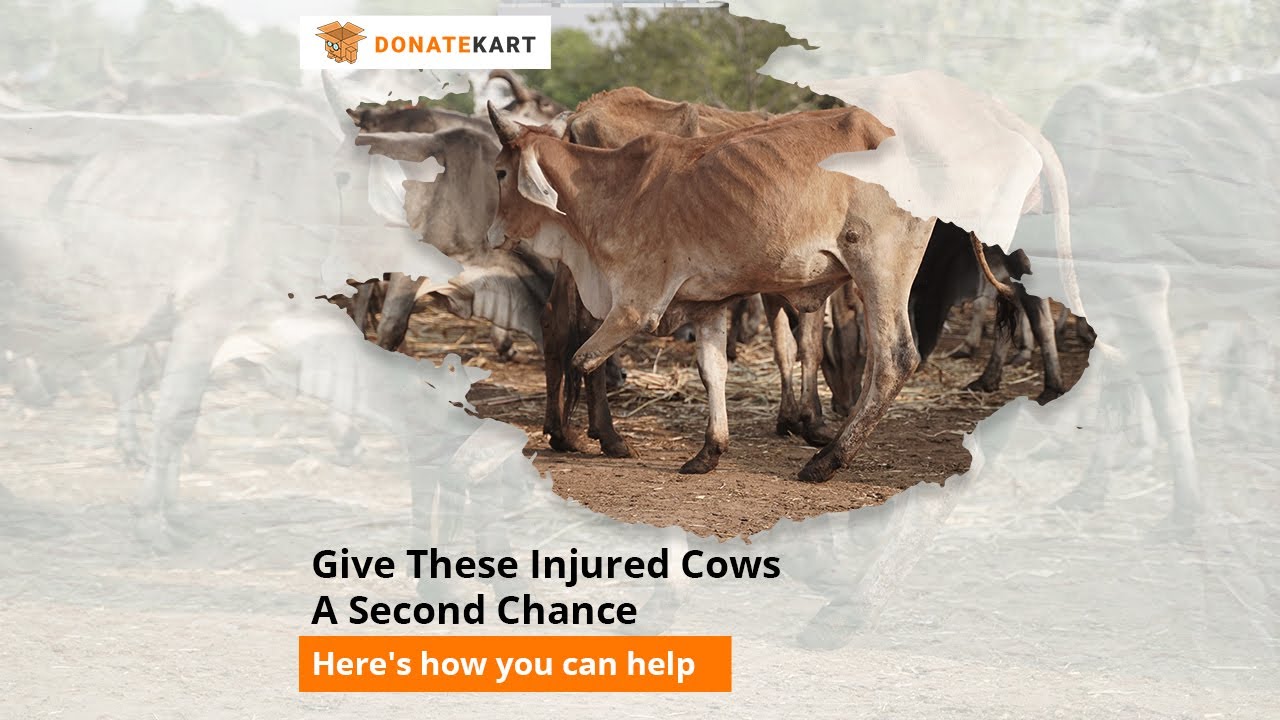 Help Provide Prosthetic Limbs For Injured Cows - YouTube