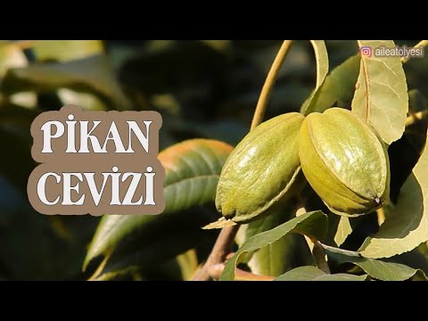 Pikan Cevizi; Pikan Cevizinin Gelişimi, Toplanması, Kabuğunun Soyulması - Pikan Cevizinin İç Yapısı