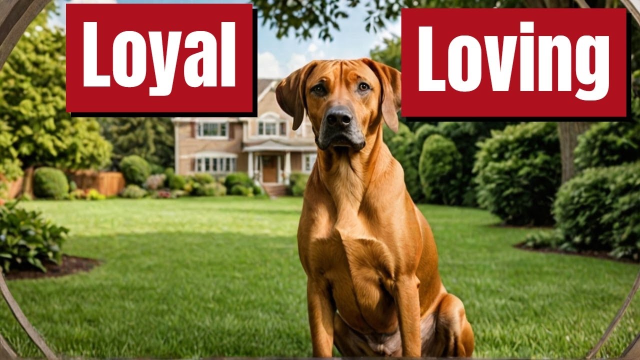 You Won't Believe the Unique Characteristics of Rhodesian Ridgebacks ...