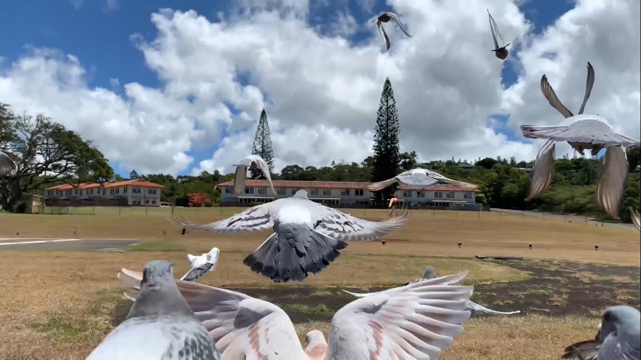 Racing pigeon training toss #6 Aloha! Tripler Army Medical Center - YouTube