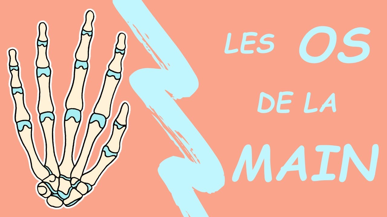 Anatomie des OS de la MAIN 🦴 explication simple et détaillée - YouTube