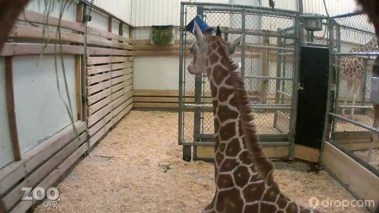 Baby Giraffe in the Zoo's Barn. Raw Dropcam Footage - YouTube