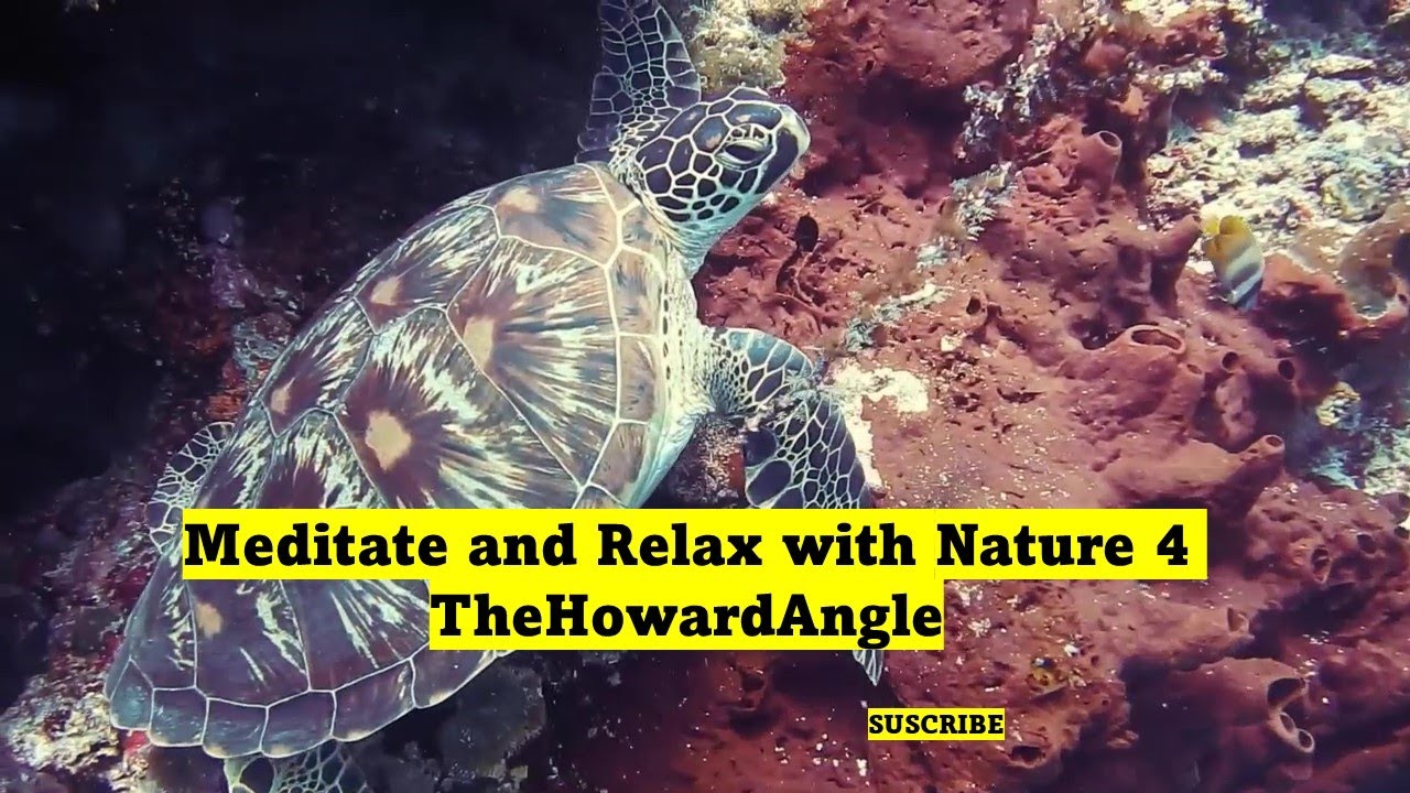 Meditate and Relax with Nature 4 TheHowardAngle - YouTube