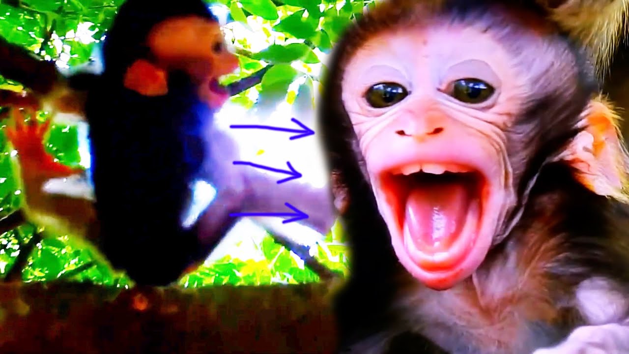 🔴LIVE: Heartbreaking Rescue! Baby Monkey Kidnapped & Starved-Heroic ...