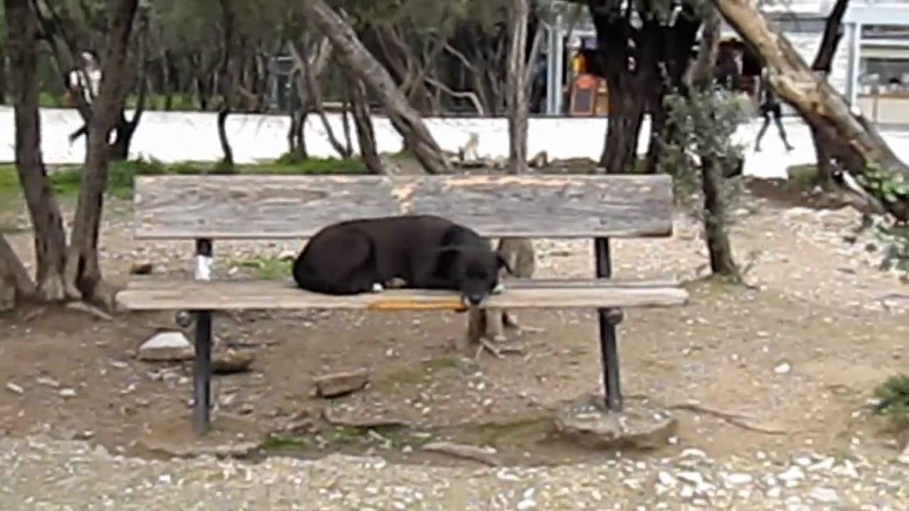 Homeless Dogs in Athens, Greece - YouTube