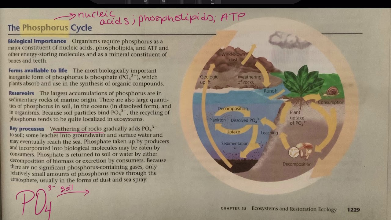 AP Bio - Phosphorus Cycle (Ecology Unit Ch.55 section 4) - YouTube