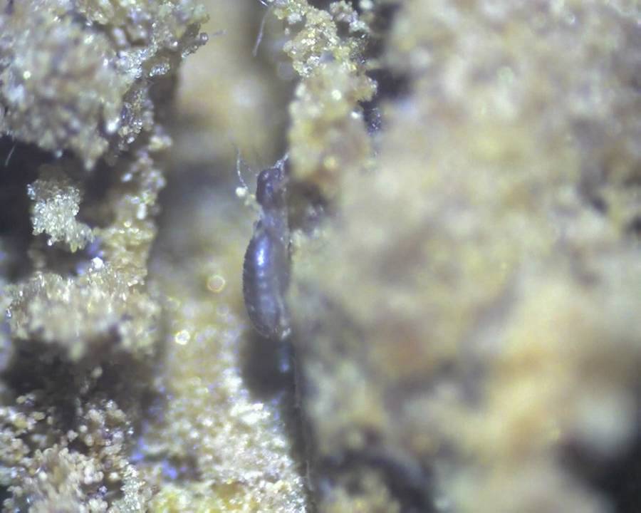 Tiny microscopic bug amongst the pollen from Solitary bee's nesting ...