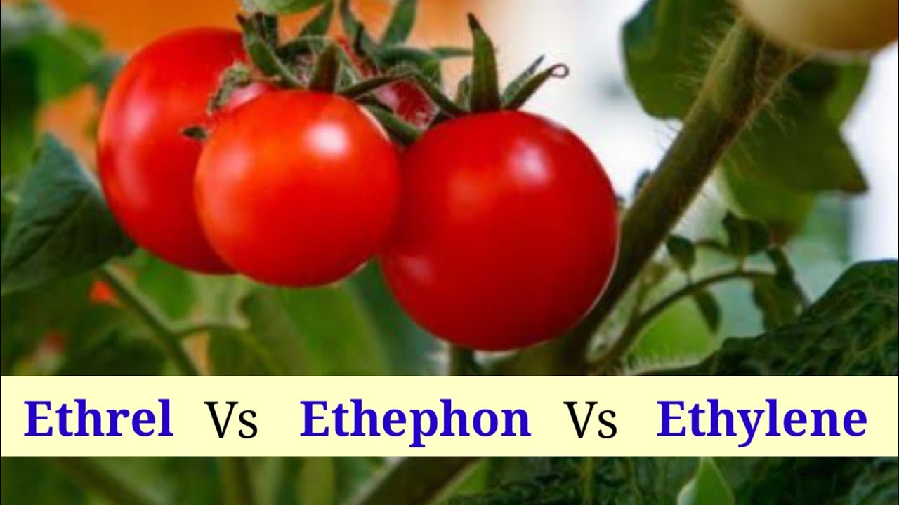 Ethrel, Ethephon And Ethylene | Lec. 77 | Plant Physiology - YouTube