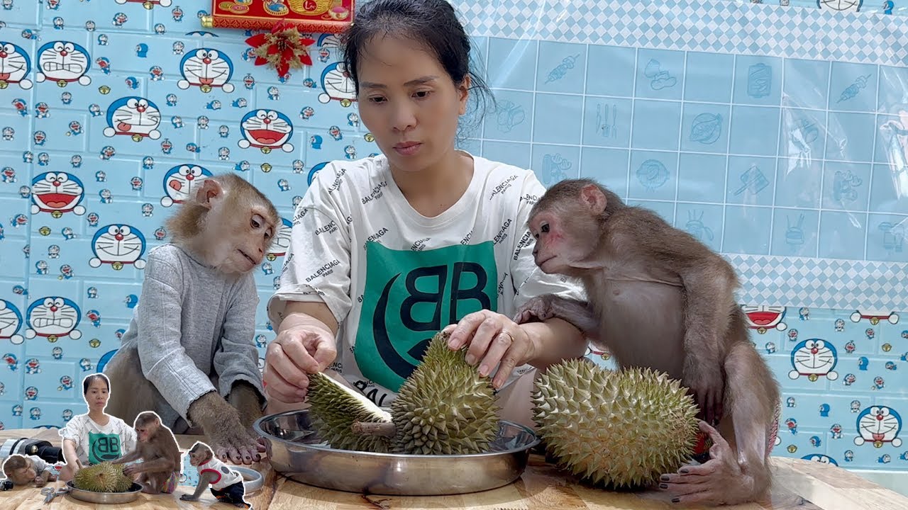 Monkeys are curious about the stinky durian - YouTube