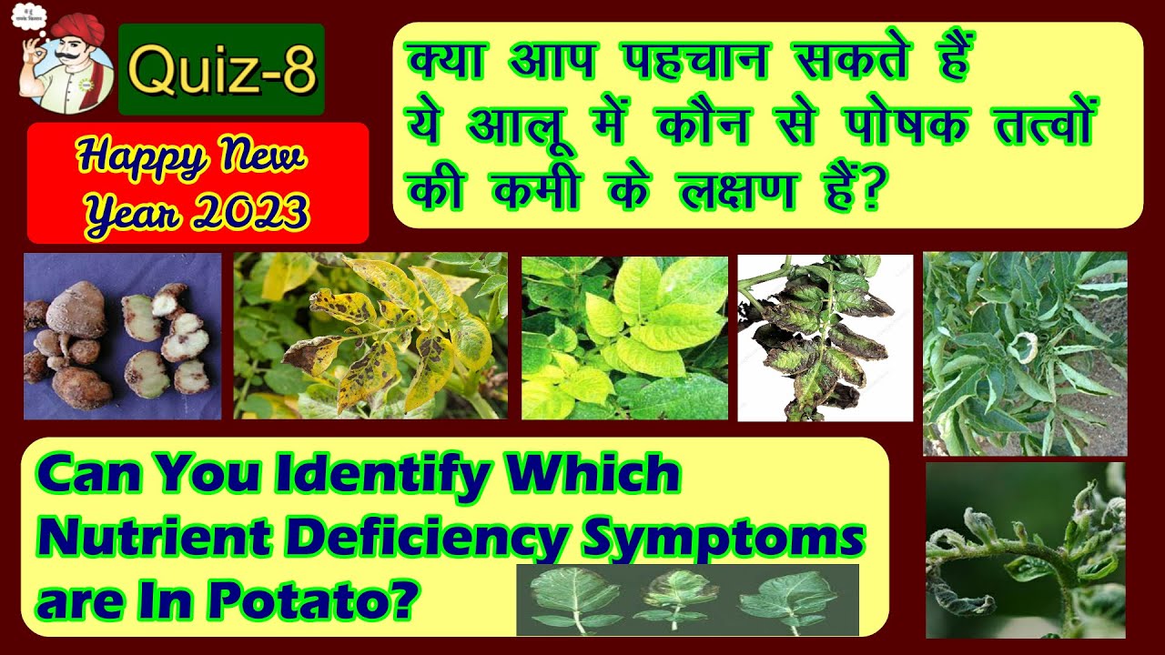 आलू में पोषक तत्वों की कमी के लक्षण, क्या आप पहचान सकते हैं | Nutrient ...