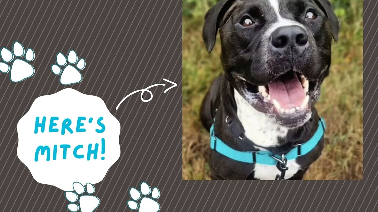 Mitch is a DC dog looking to be adopted! - YouTube