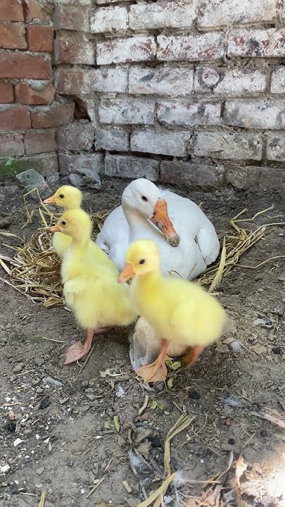 Geese duck harvesting eggs to chicks - YouTube