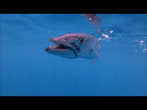 BARRACUDA KEY WEST FISHING #shorts - YouTube