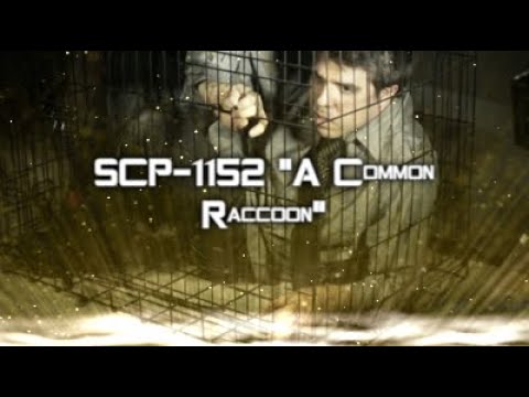 SCP-1152 "A Common Raccoon" - YouTube