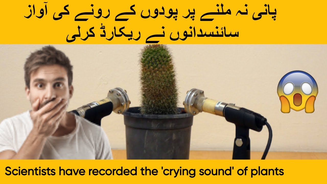 Plants crying sound recorded by scientists when there is no water ...