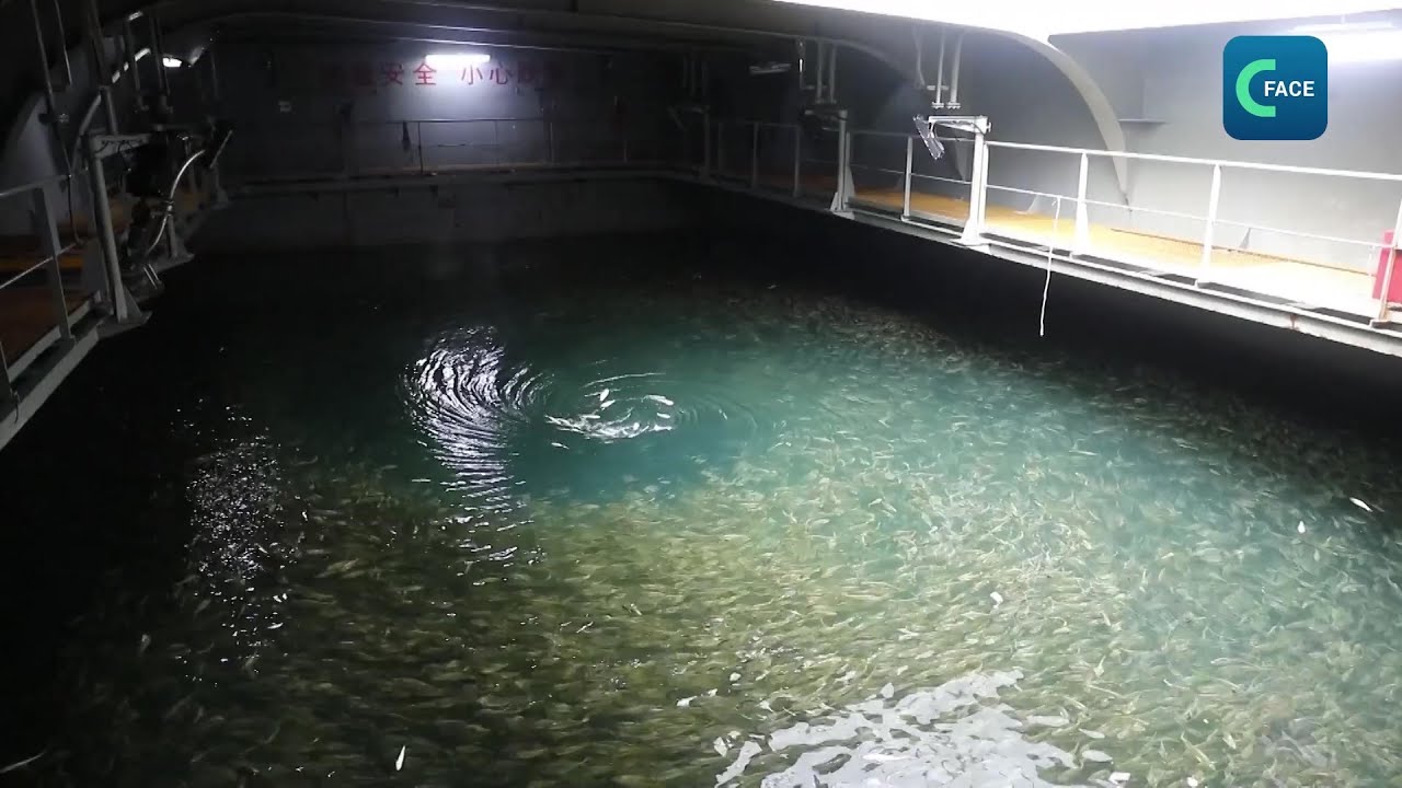 เรือ Guoxin-1 เพาะพันธุ์ปลาลำแรกของโลก ได้ปลาปีละกว่า 3 ล้านตัว - YouTube