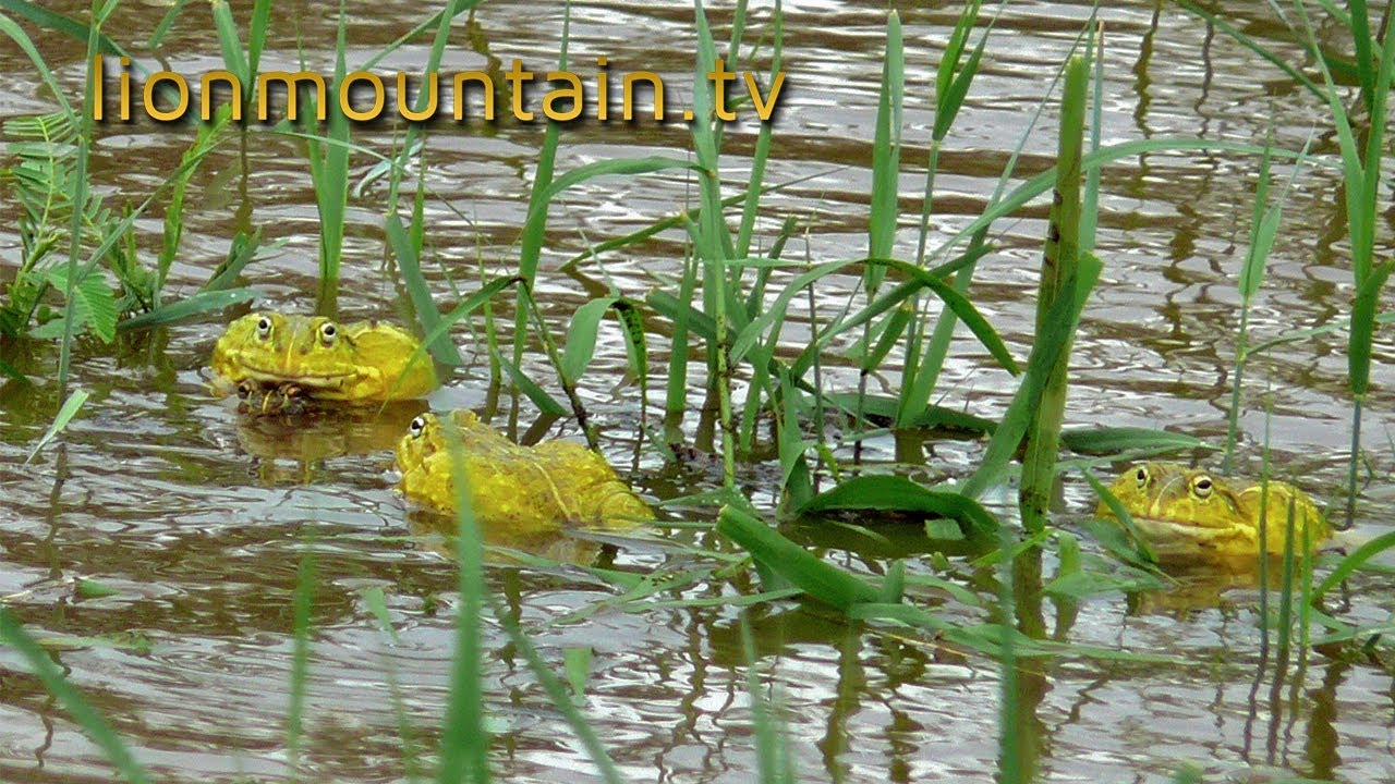 Bull Frog 🐸 Calling and Spawning - YouTube
