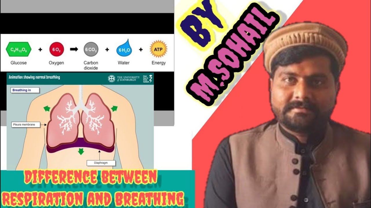 Difference between Respiration and Breathing/Definition of Respiration ...