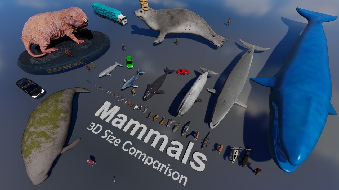 Mammals Size Comparison 3D (Animals SIZE Comparison) - YouTube