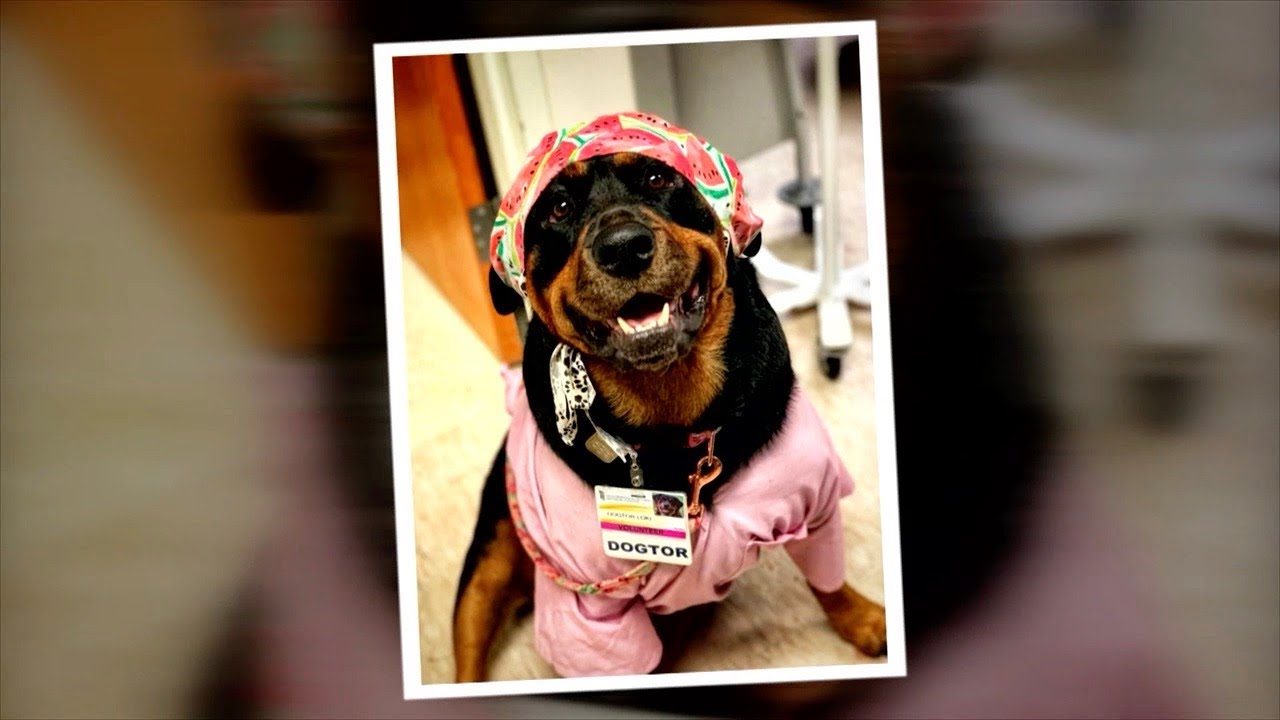Meet "Dogtor" Loki Who Does Virtual Therapy Visits! - YouTube