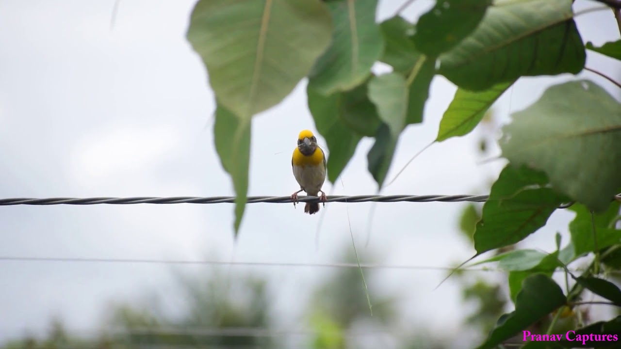 Sugaran nest (Baya weaver) - YouTube