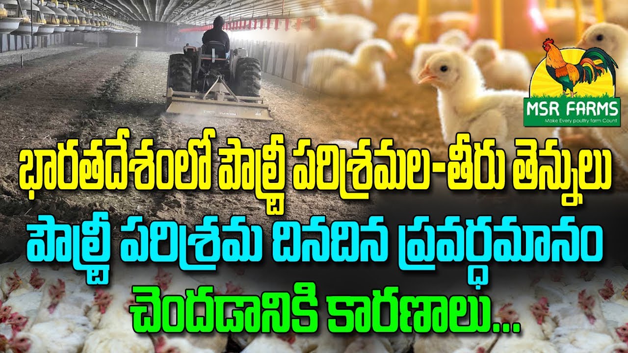 పౌల్ట్రీ పరిశ్రమ దిన దిన ప్రవర్ధమానం చెందడానికి కారణాలు | Poultry ...