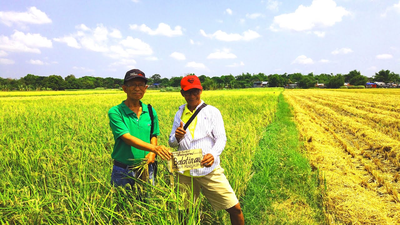 Visit 2 ha. growing diff. heirloom (traditional) rice varieties @brgy ...