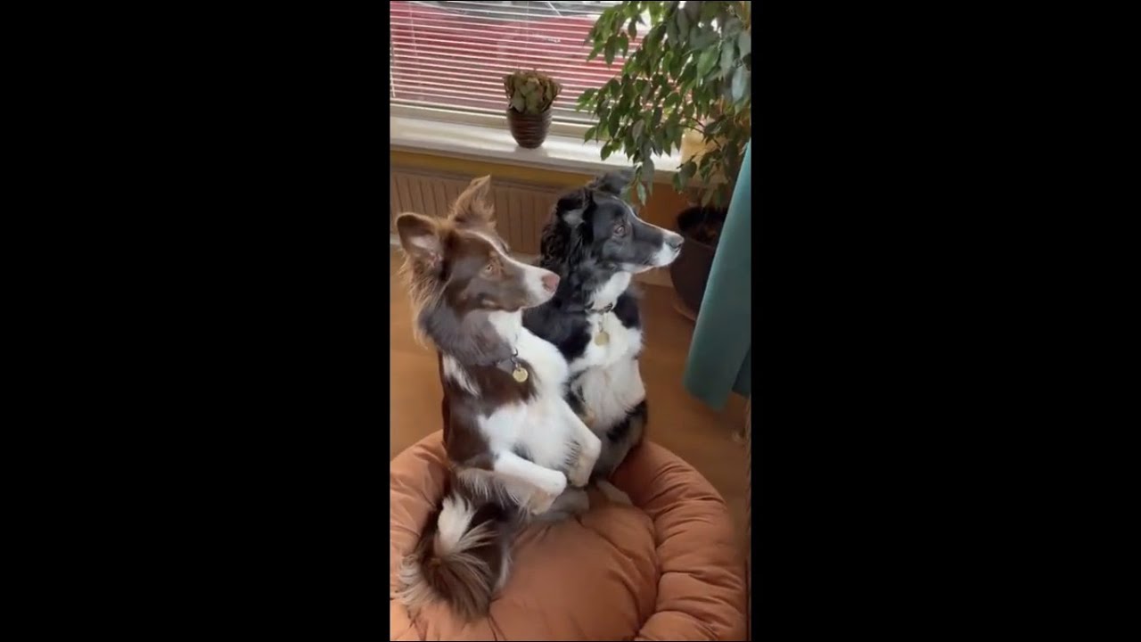 Two Dogs Form a Squirrel Watching Club Through Window - YouTube