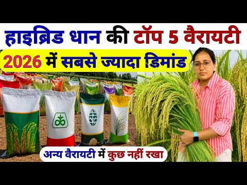 2026 में सबसे ज्यादा उत्पादन वाली धान की टॉप 5 वैरायटी | hybrid dhan ki top variety | Dhan ki kheti