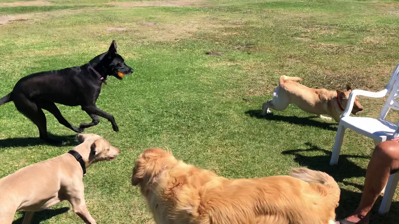 A visit at the dog park is always fun. - YouTube