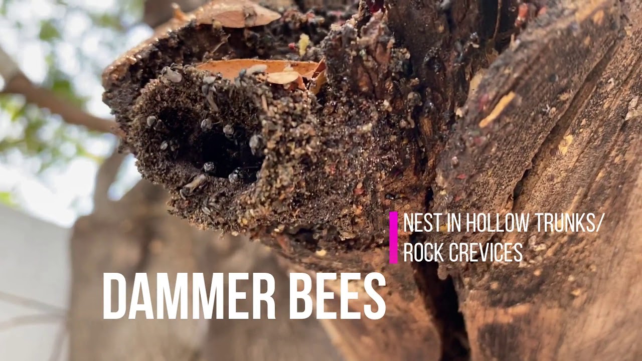 Dammer Bees - YouTube