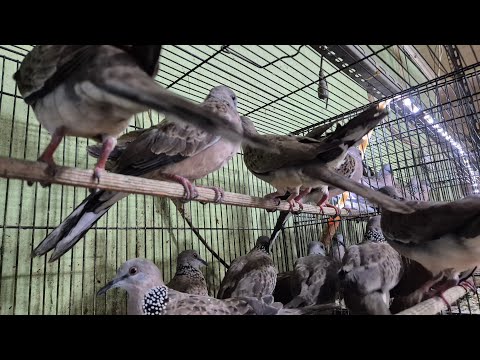 Update Stock Toko Burung Mbak Dwi Sidoarjo Selasa 28 JuLi, Juga Trima Setor Burung 089628101130